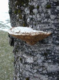 White mottled rot--1602.jpg--Carpophores sur le tronc. (photographié le ...