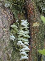 White spongy rot, Split-gill fungus--2803.jpg--Carpophores dans un ...